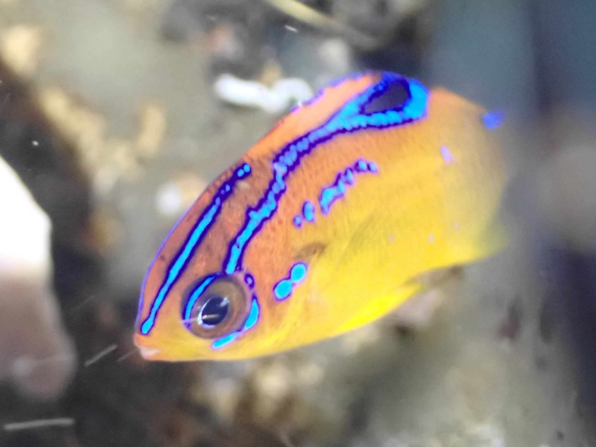 Parma alboscapularis Allen & Hoese, 1975