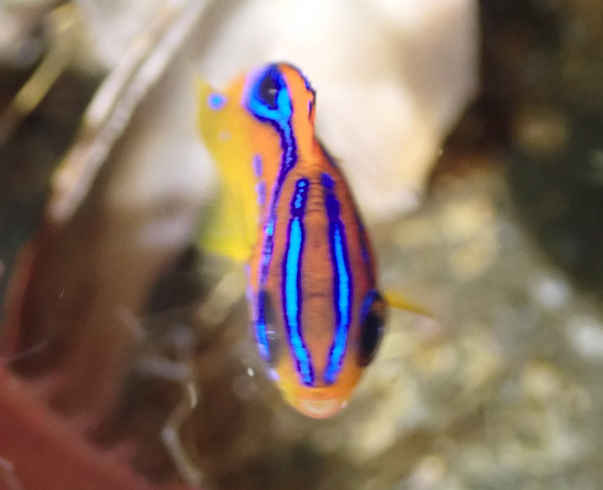 Parma alboscapularis Allen & Hoese, 1975