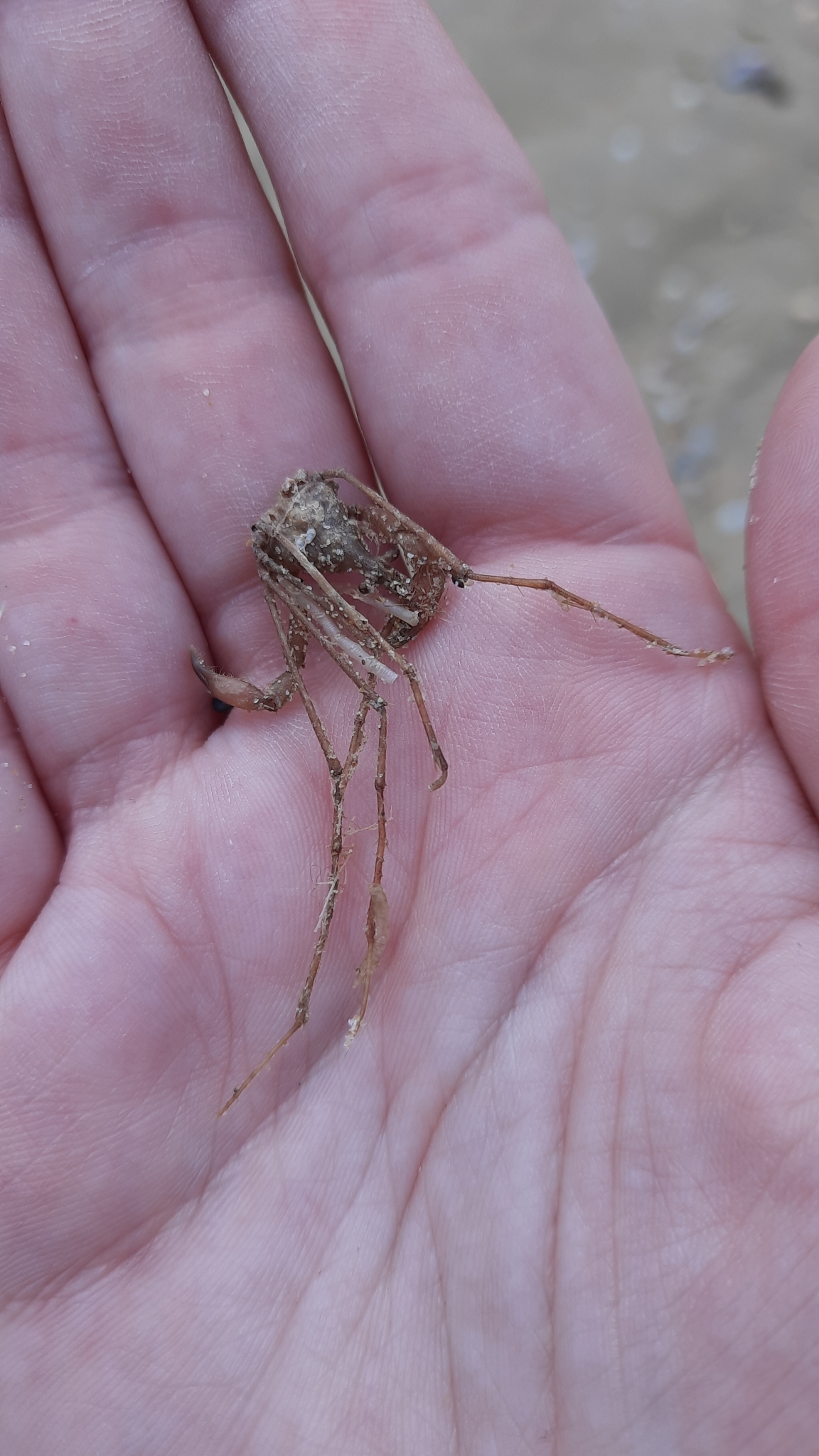 Macropodia rostrata (Linnaeus, 1761)