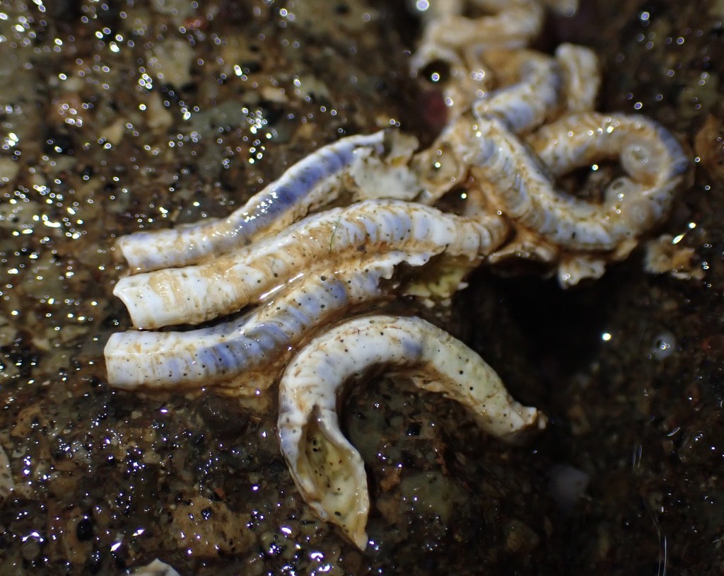 Blue Tube Worm from Muriwai, New Zealand on February 12, 2022 at 04:20 ...