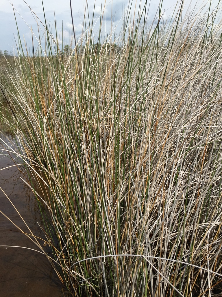 needlegrass rush from Dorchester County, MD, USA on July 13, 2015 at 10 ...