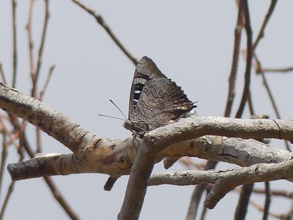 Genoveva Azure from Broadford VIC 3658, Australia on February 5, 2022 ...