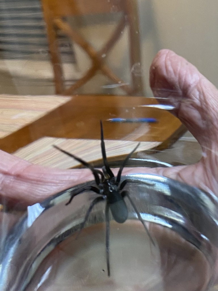Arizona black hole spider from N Canyon Crest Dr, Tucson, AZ, US on ...