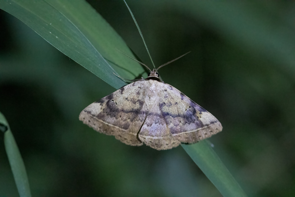 Redtail Moth from Satara Rest Camp, KNP, South Africa on December 26 ...