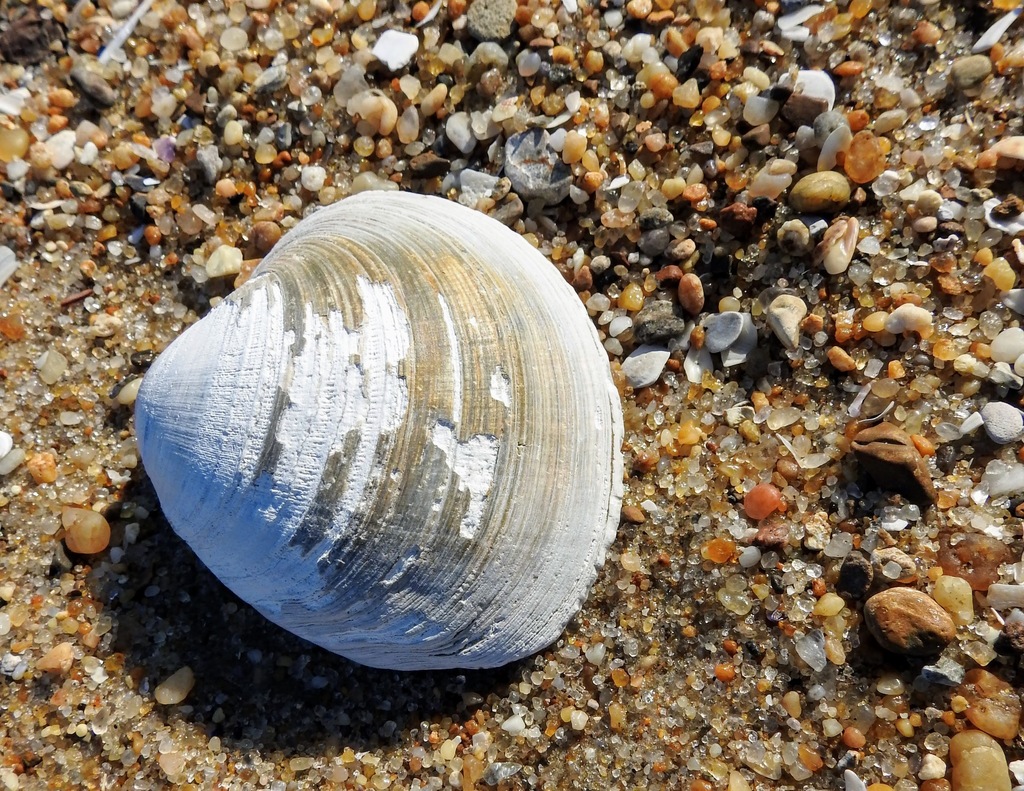 Northern Quahog from Dewey Beach, DE 19971, USA on February 12, 2022 at ...