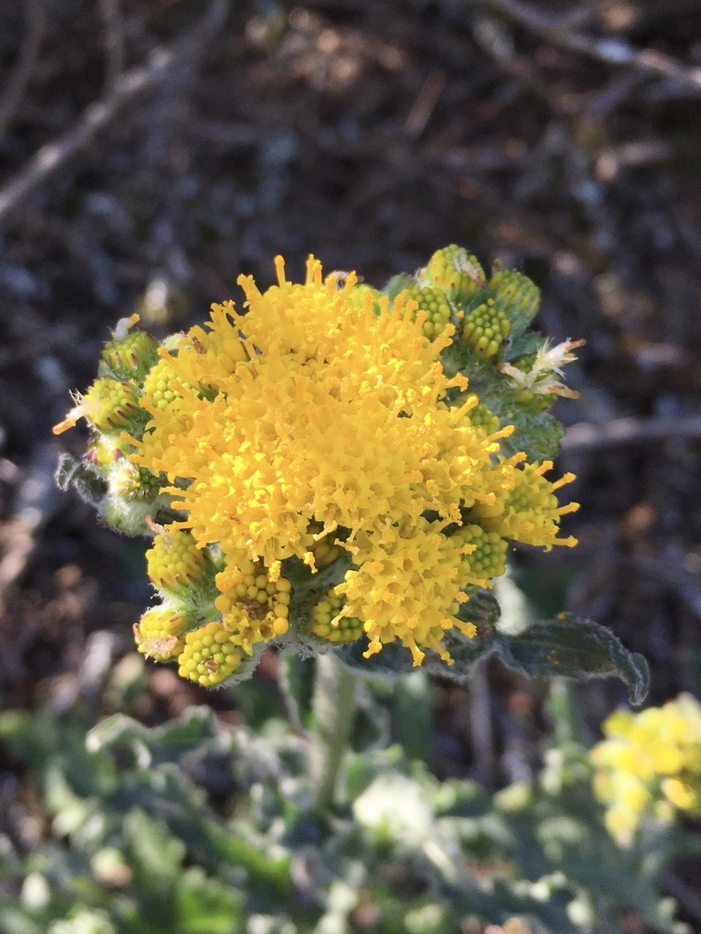 rayless ragwort from San Bruno Mountain State Park, Brisbane, CA, US on ...