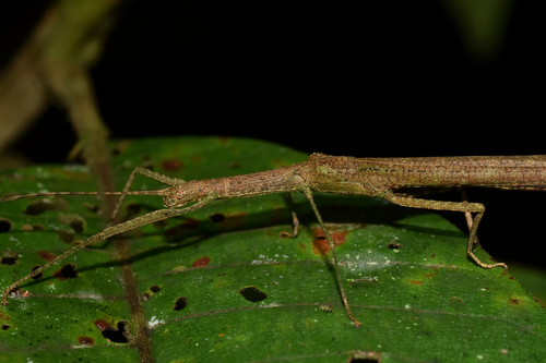 Genus Tenerella · iNaturalist