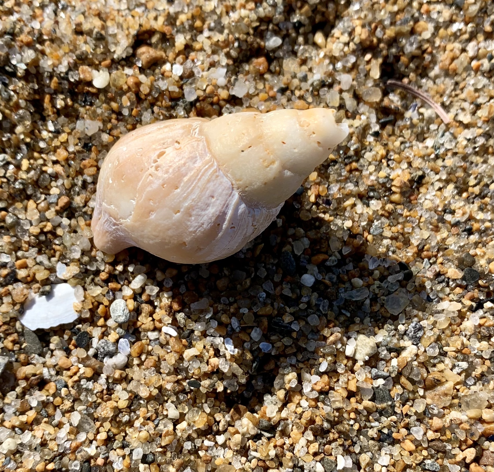 Colus stimpsoni (Mörch, 1868)