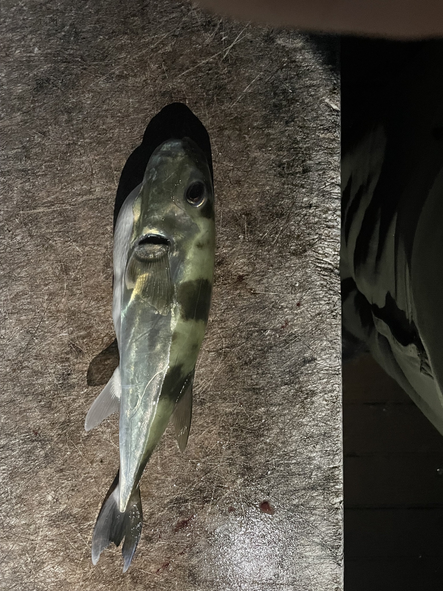 Lagocephalus laevigatus (Linnaeus, 1766)