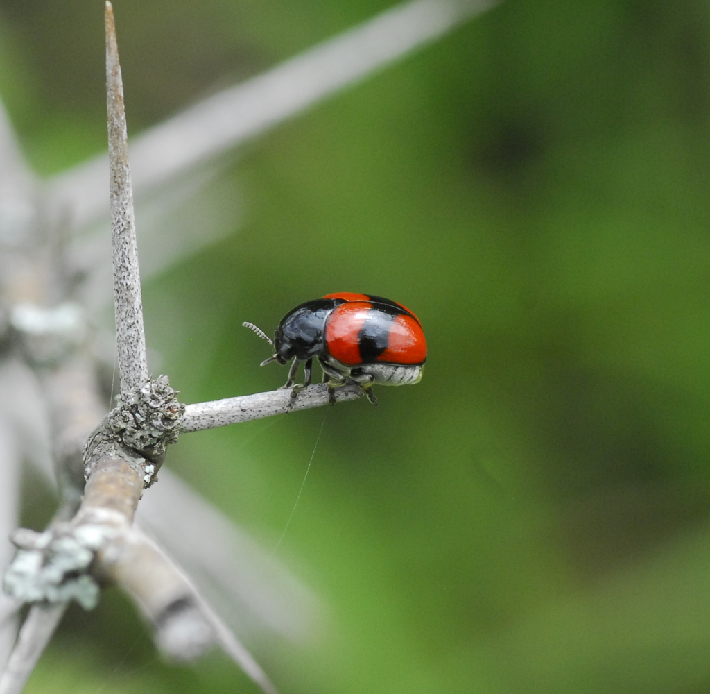 Urodera from Santa María Atzompa, Oaxaca, Mexico on August 23, 2021 by ...