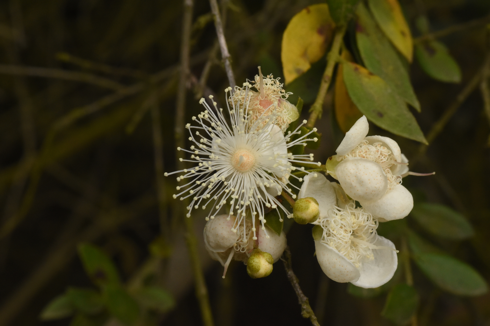 Luma chequen (Molina) A.Gray