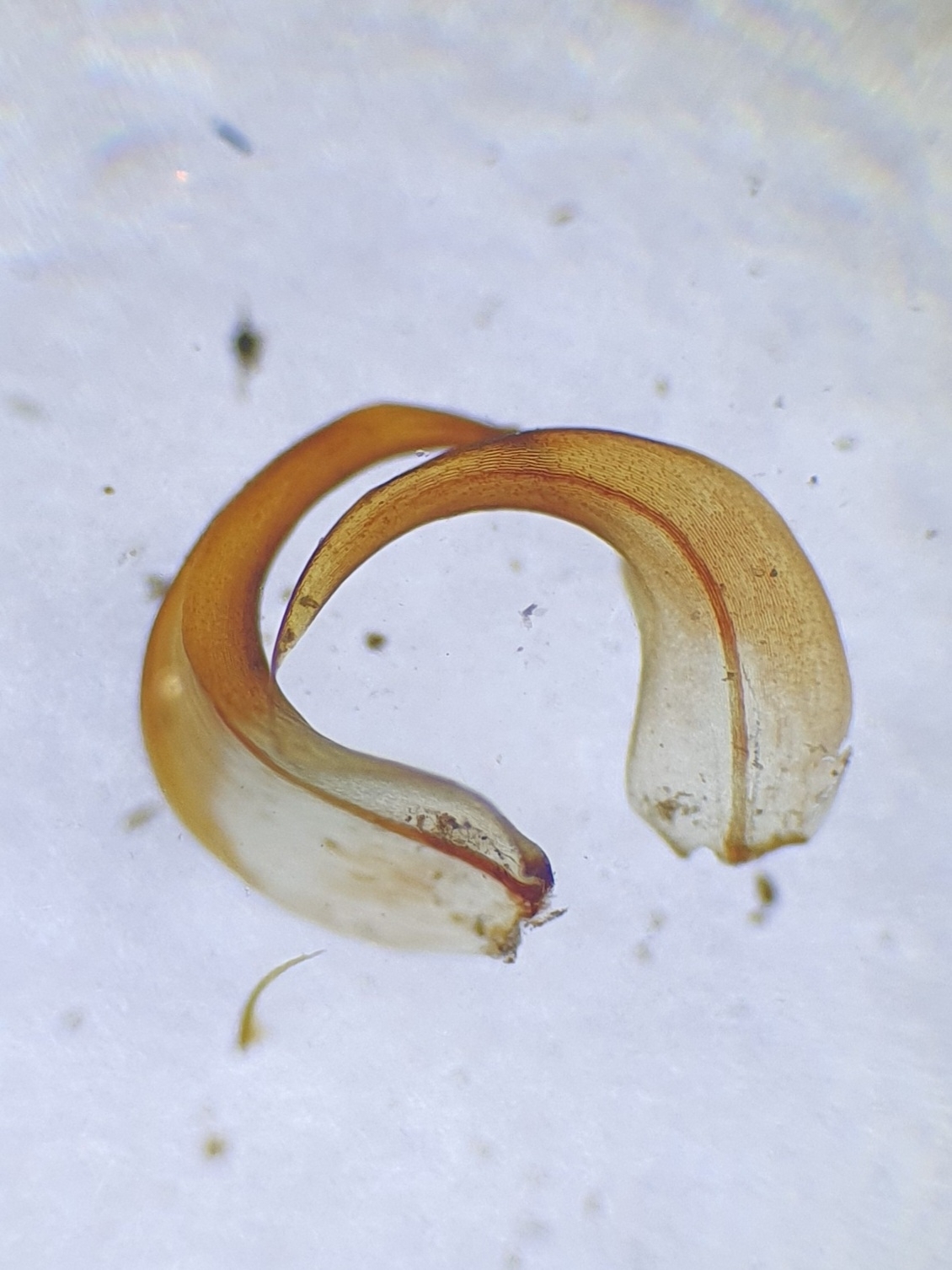 Scorpidium (Schimp.) Limpr.