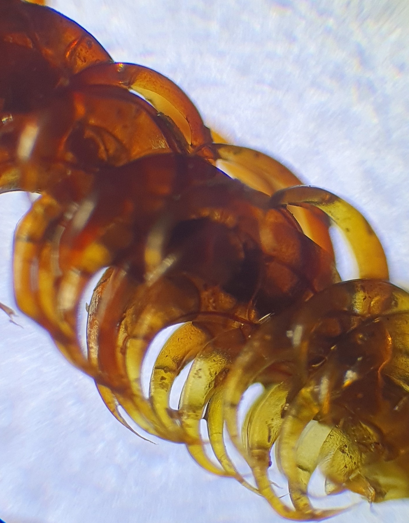 Scorpidium (Schimp.) Limpr.