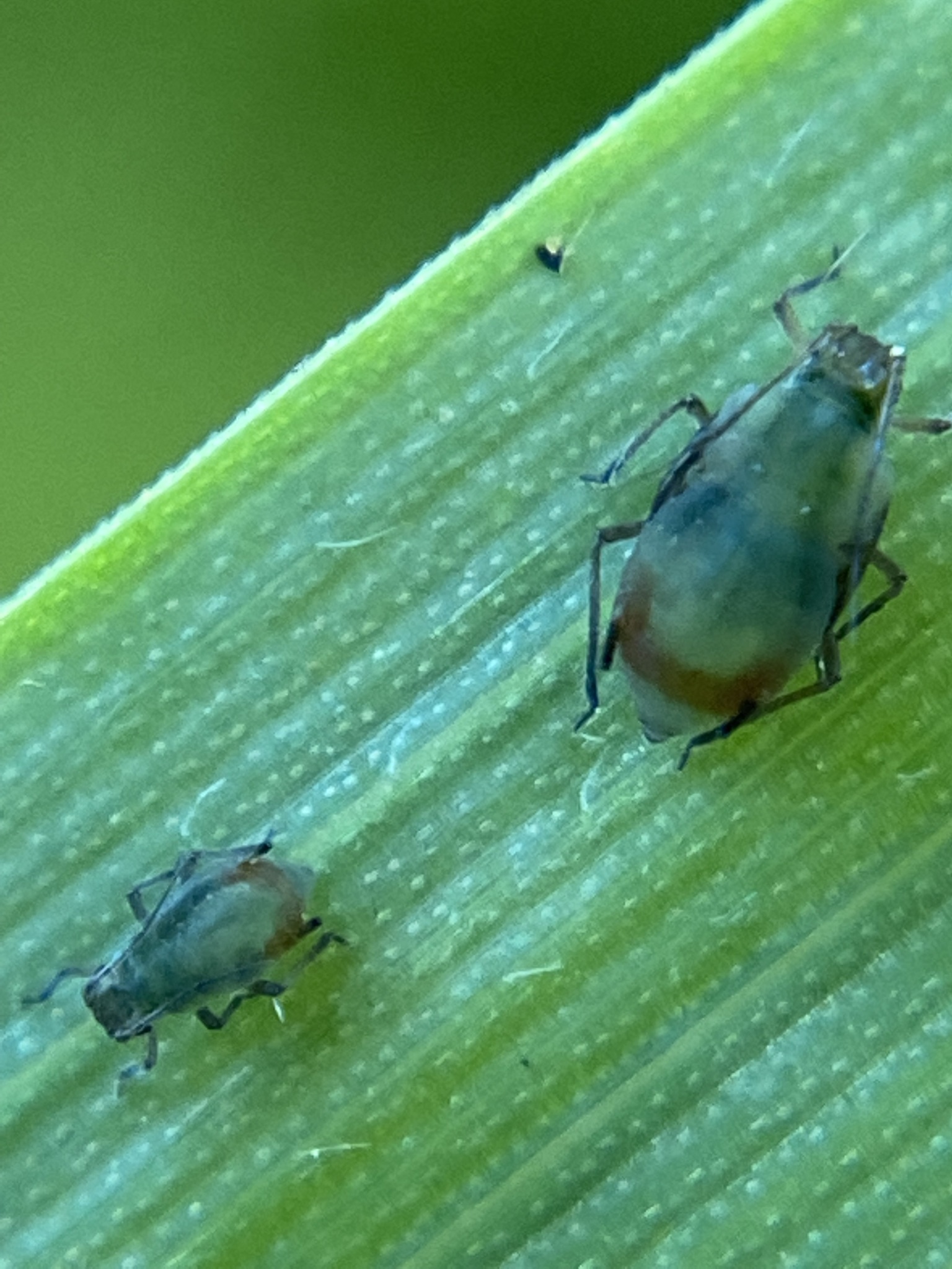 Rhopalosiphum padi (Linnaeus, 1758)