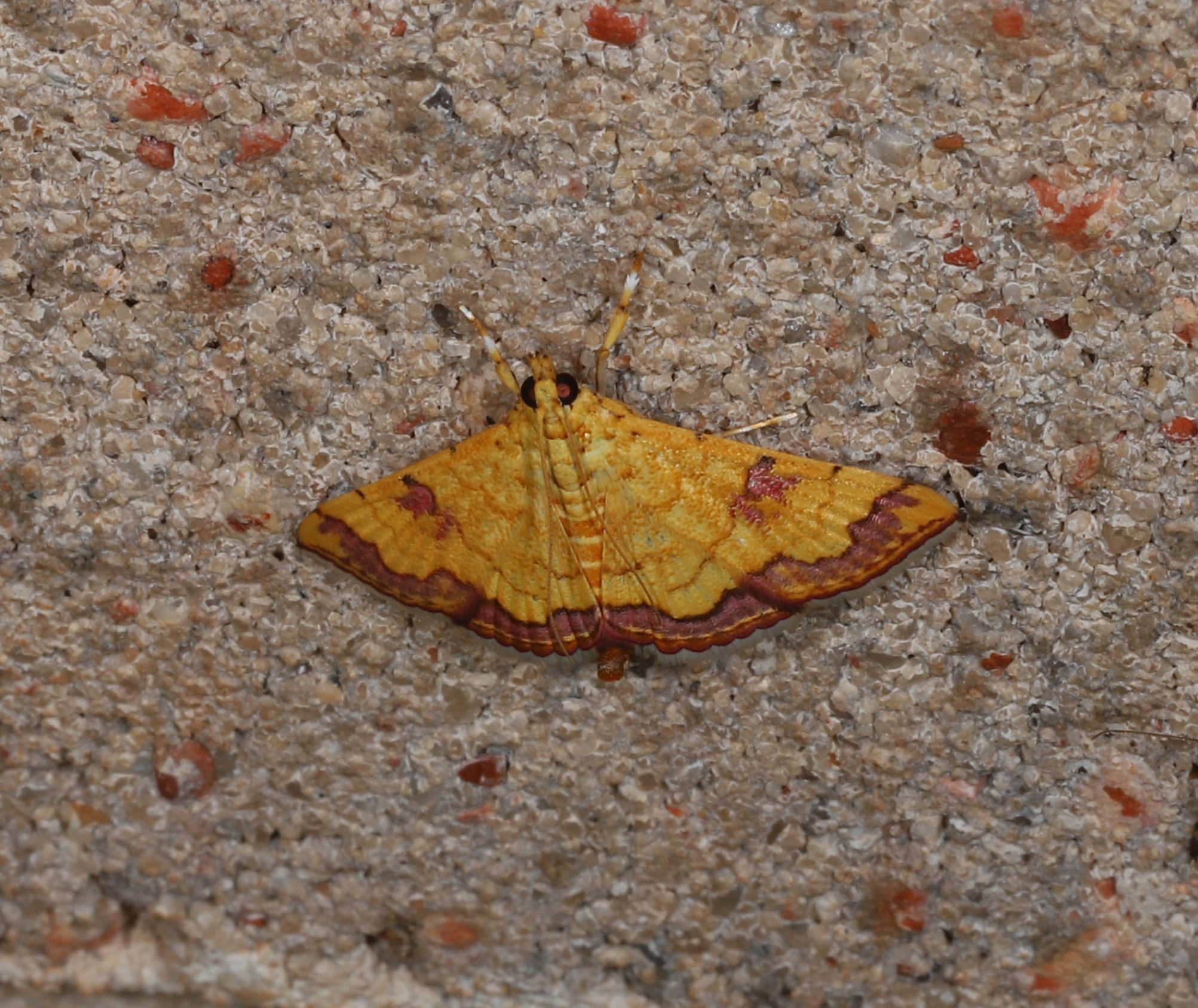 Isocentris filalis Guenée, 1854