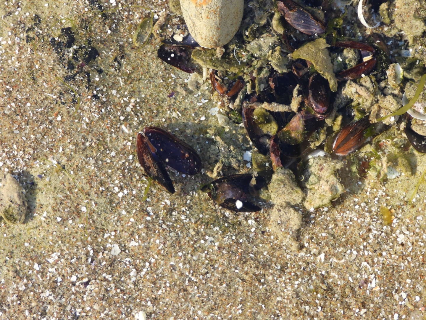 Brachidontes rodriguezii (d'Orbigny, 1842)