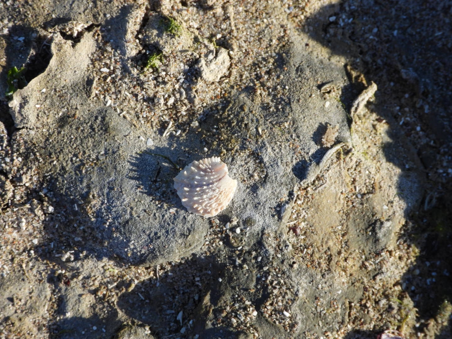 Bostrycapulus odites Collin, 2005
