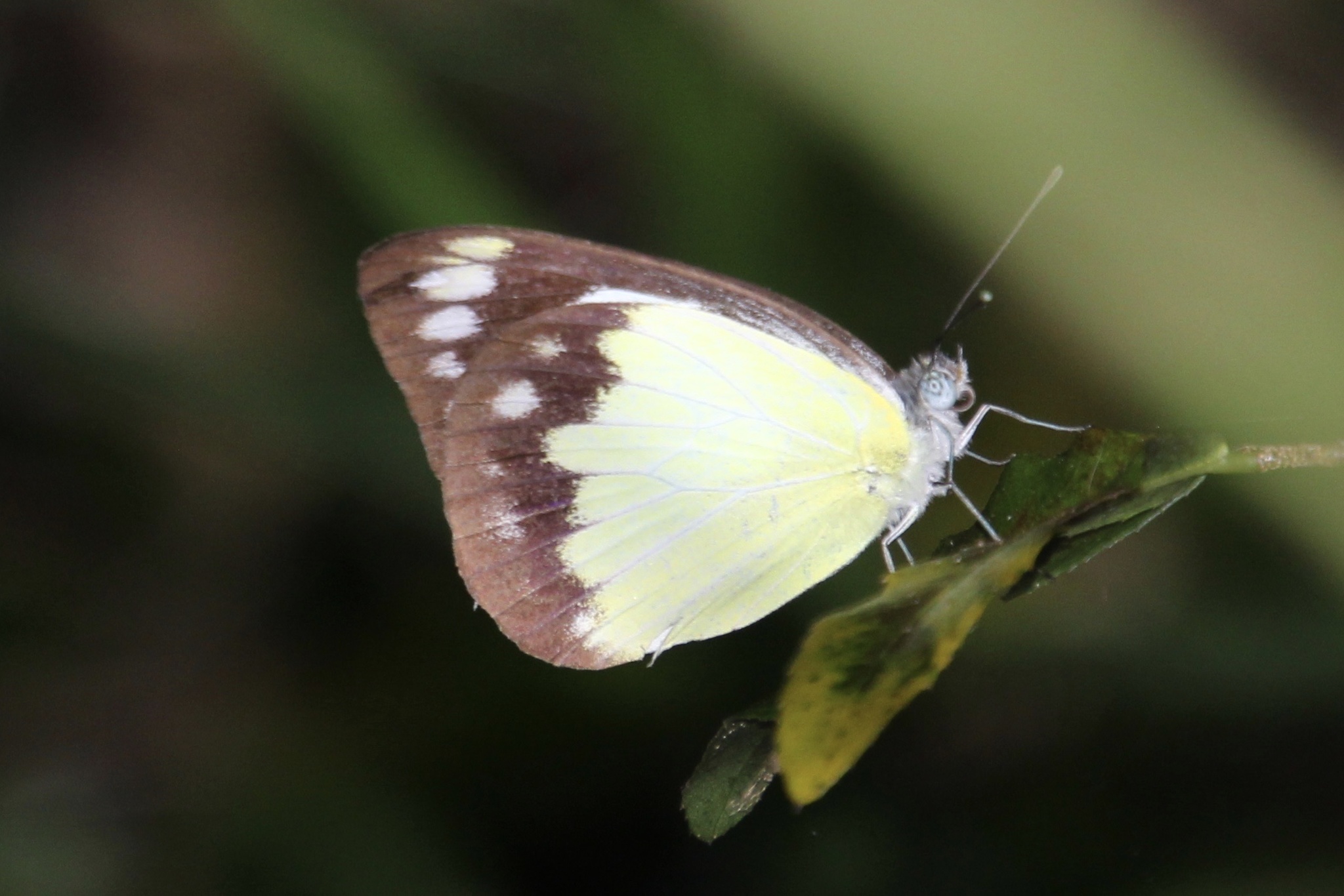 Cepora perimale (Donovan, 1805)