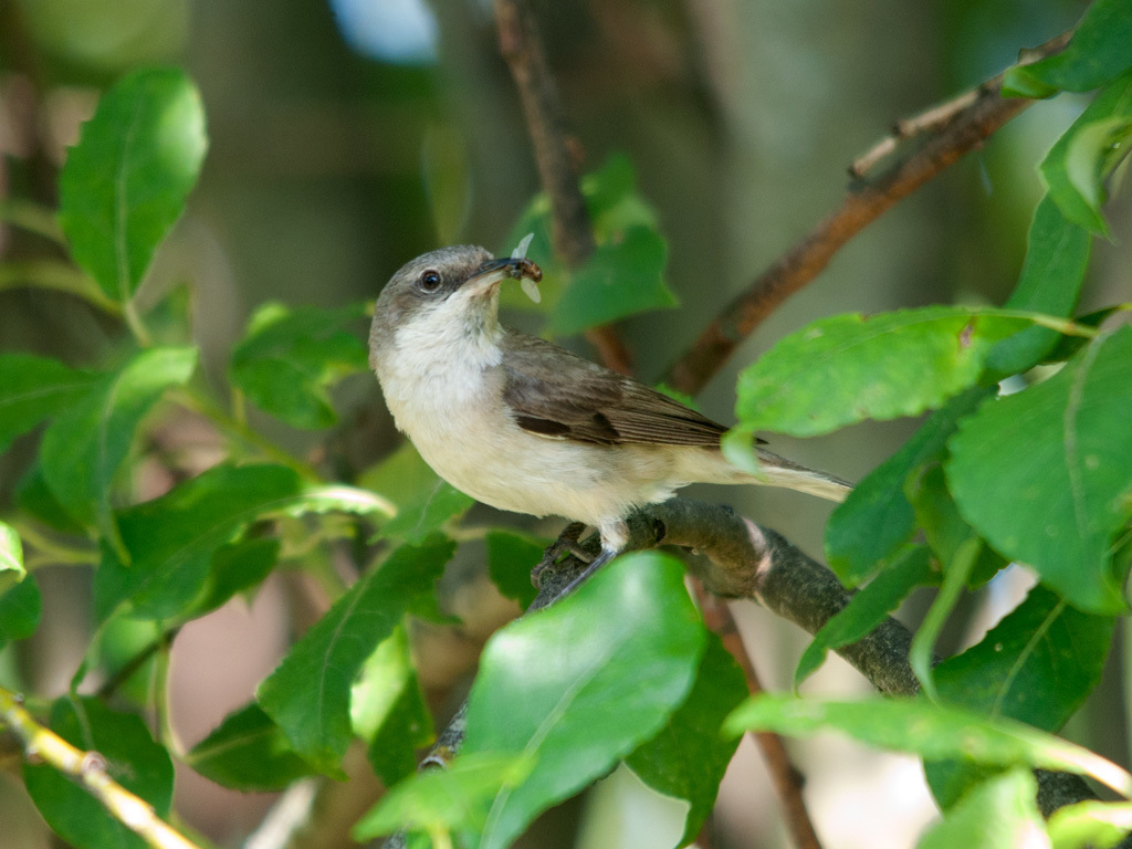 Lesser Whitethroat (Curruca curruca) - Avian Discovery