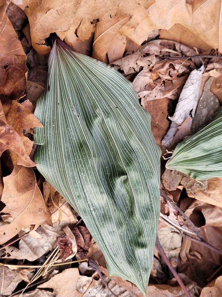 putty root from Washington, Chesapeake and Ohio Canal National ...