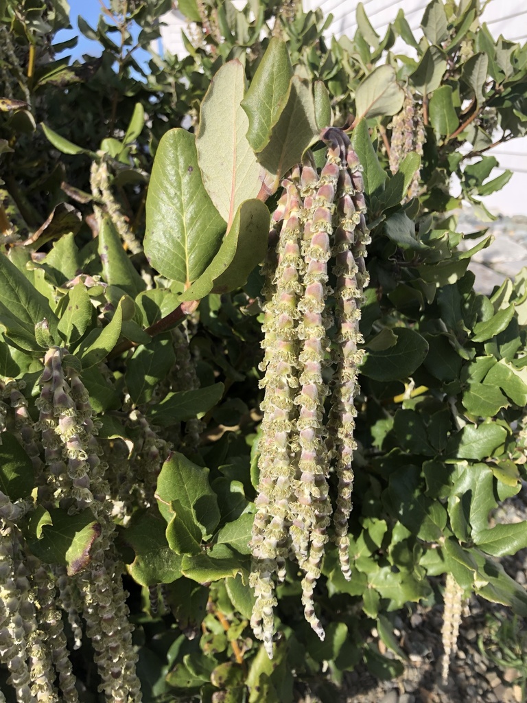silktassels from Beckett Point Rd, Port Townsend, WA, US on February 11 ...