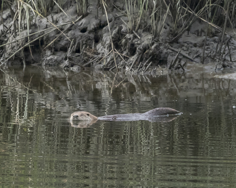 North American River Otter from Charles Towne Landing State Historic ...