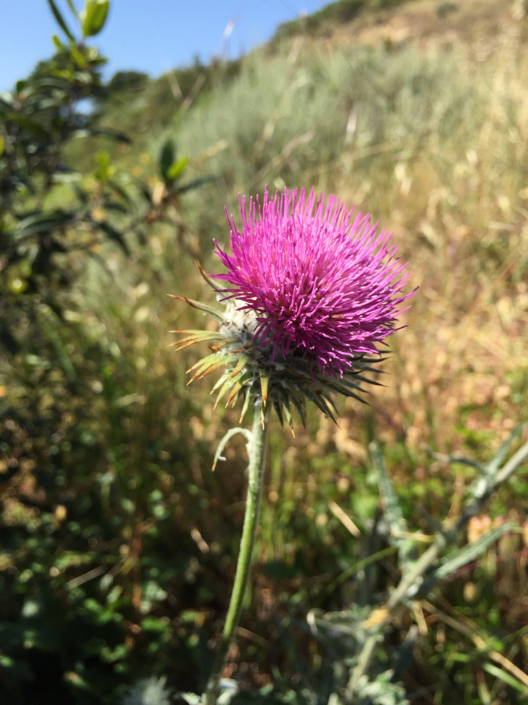 Cobwebby Thistle from Blithedale Ridge Fire Rd, Larkspur, CA, US on May ...