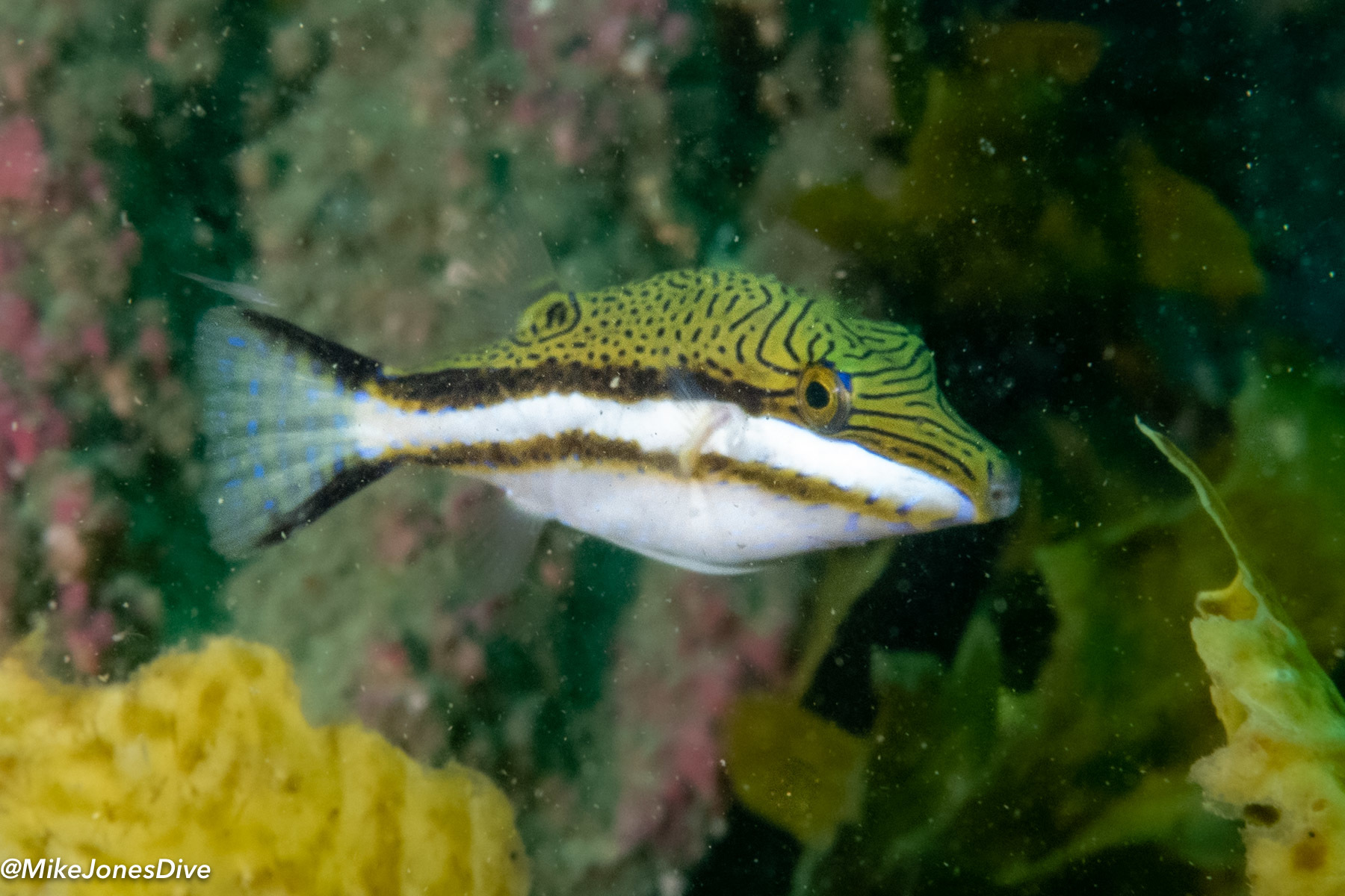 Canthigaster callisterna (Ogilby, 1889)