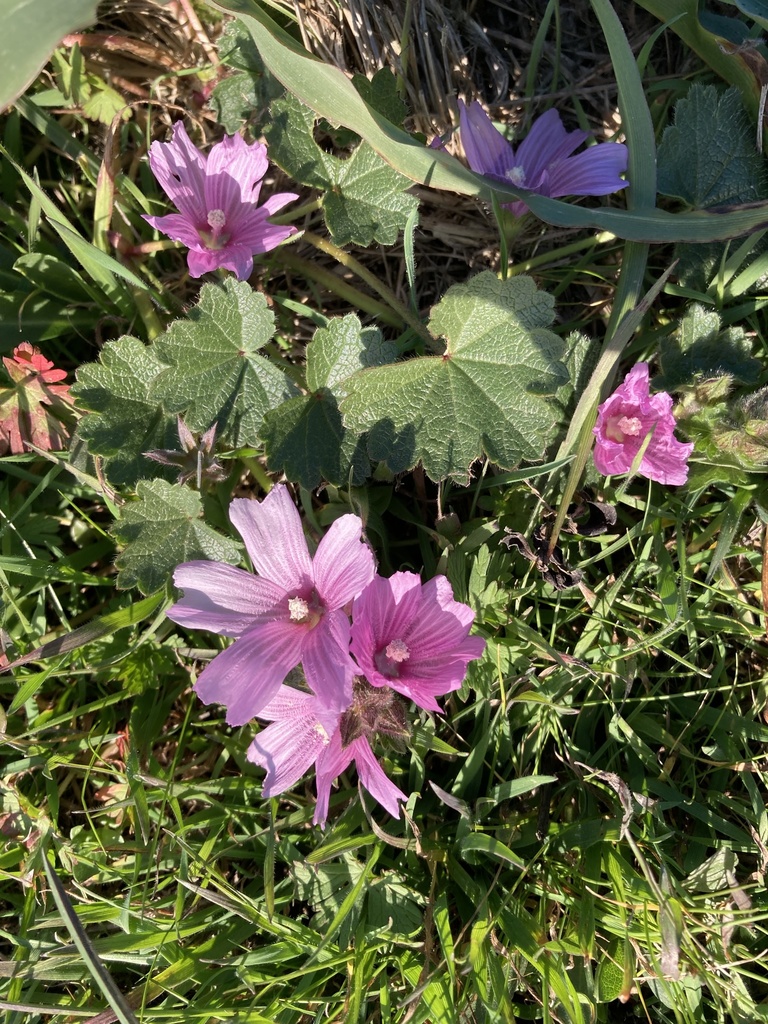 checkerbloom from Point Reyes National Seashore, Inverness, CA, US on ...