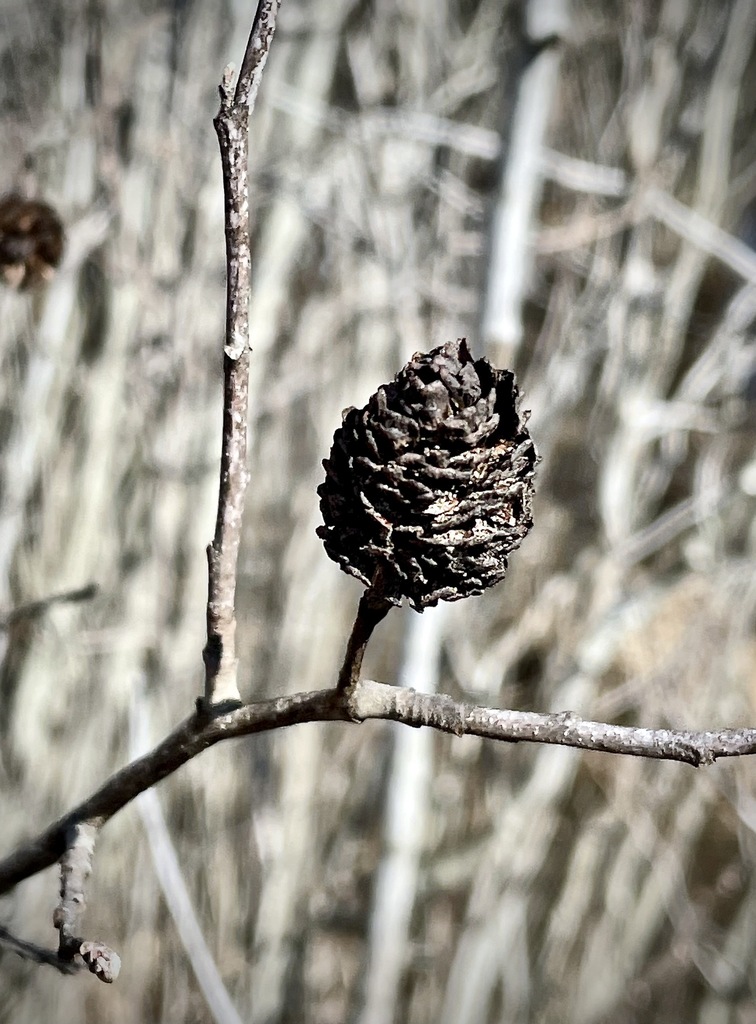 Seaside Alder (Alnus maritima) - Botanical Realm