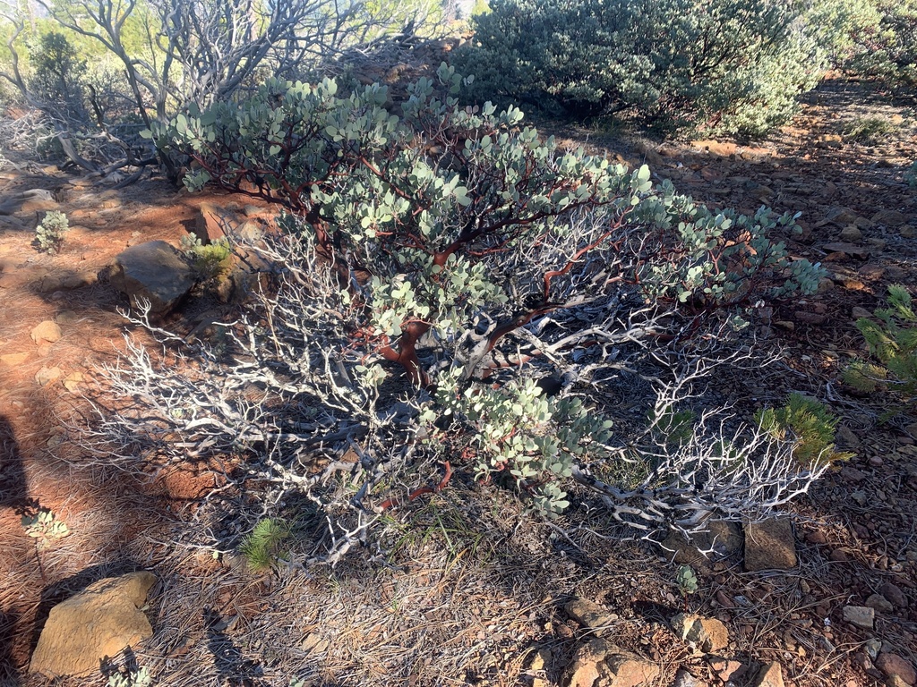 sonoma canescent manzanita in February 2022 by Asa Spade · iNaturalist
