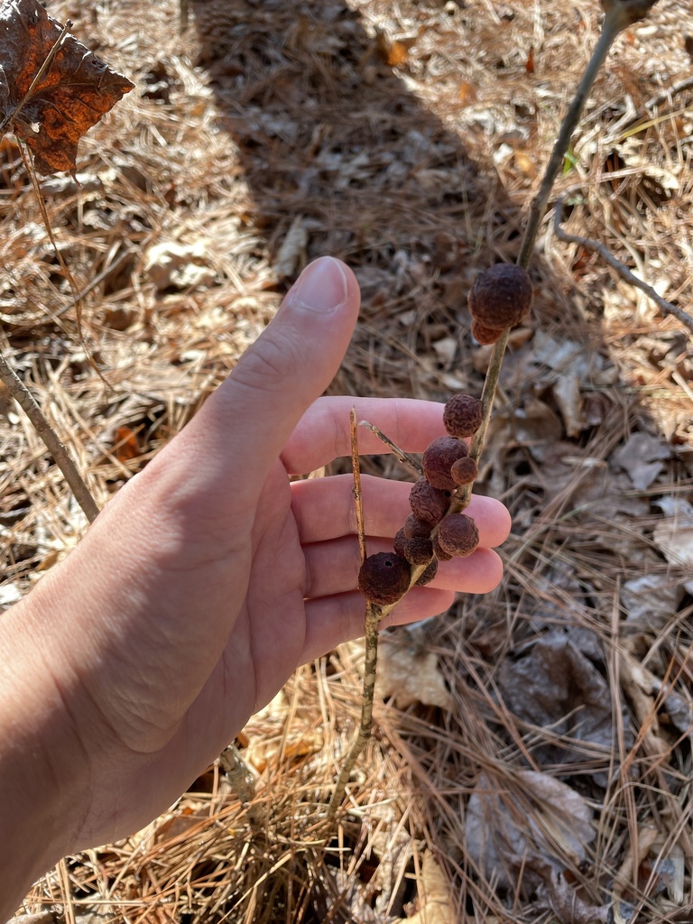 Globular root gall from Winston County, US-MS, US on February 12, 2022 ...