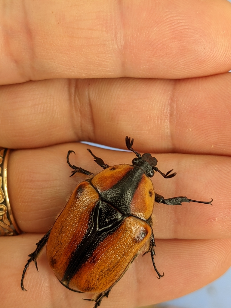 Cowboy Beetle from Tantanoola SA 5280, Australia on February 13, 2022 ...