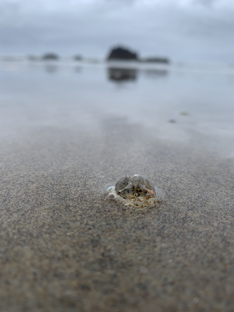 Pacific Sea Gooseberry in March 2021 by danilately · iNaturalist