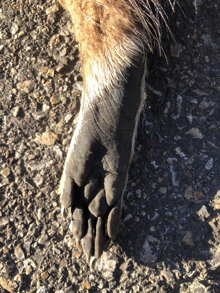 Common Raccoon from US-71, Hatfield, AR, US on February 12, 2022 at 04: ...