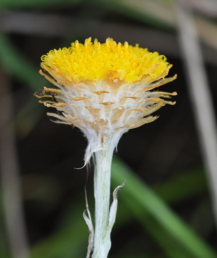 Pale Swamp Everlasting from Allansford VIC 3277, Australia on February ...