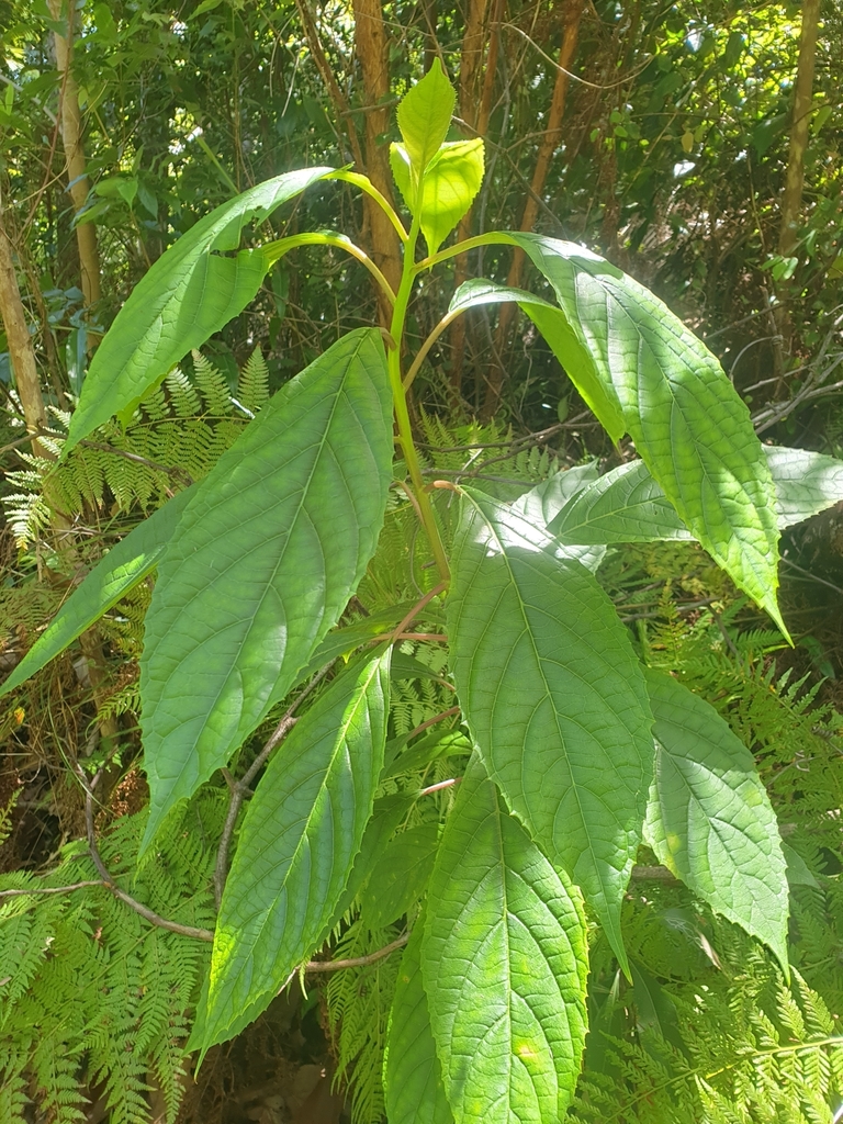 Native Hydrangea from Woolgoolga NSW 2456, Australia on February 13 ...