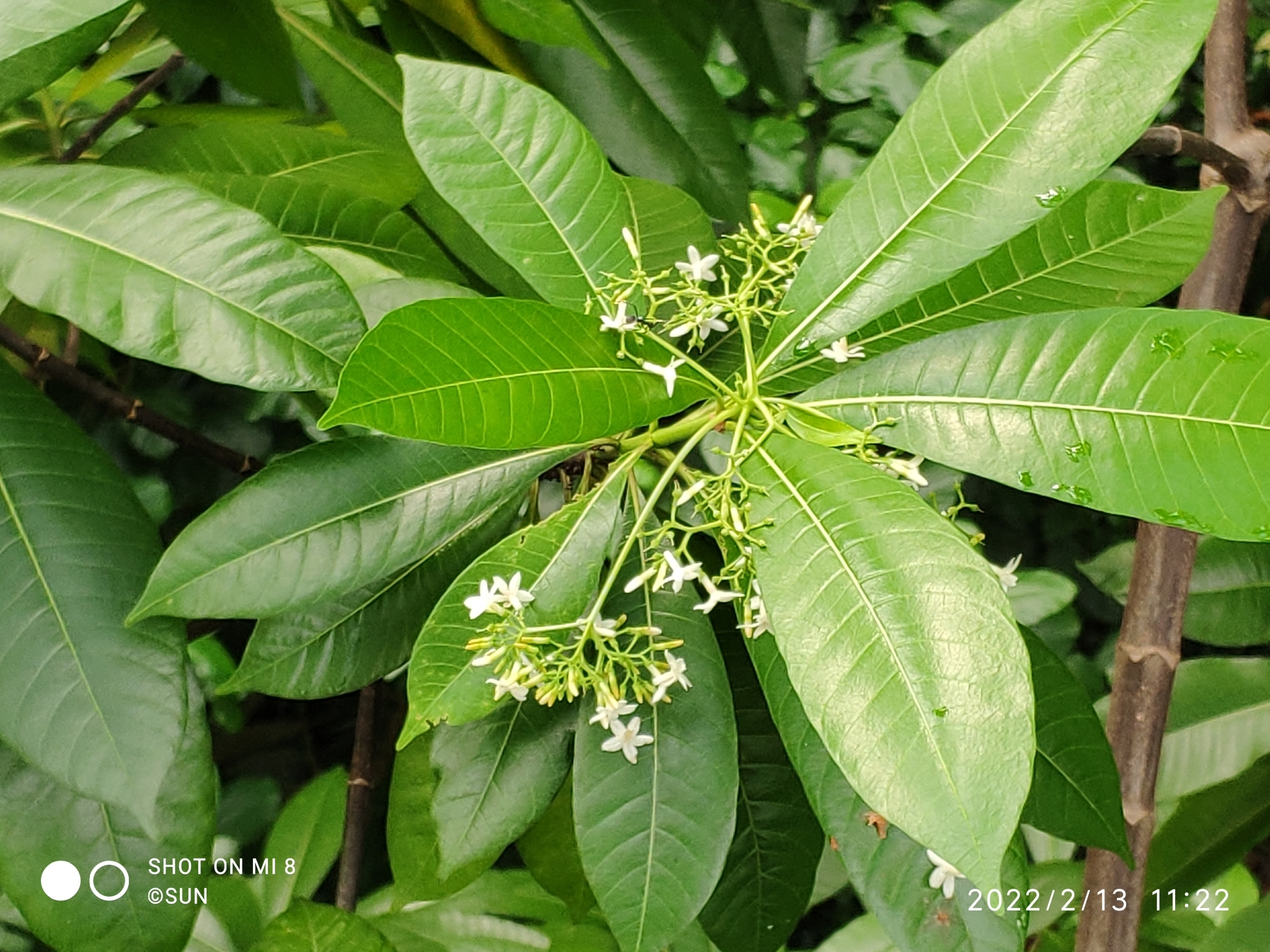 Alstonia macrophylla Wall. ex G.Don