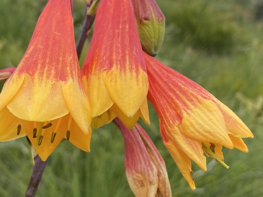 large Christmas bells (Blandfordia grandiflora) - Botanical Realm