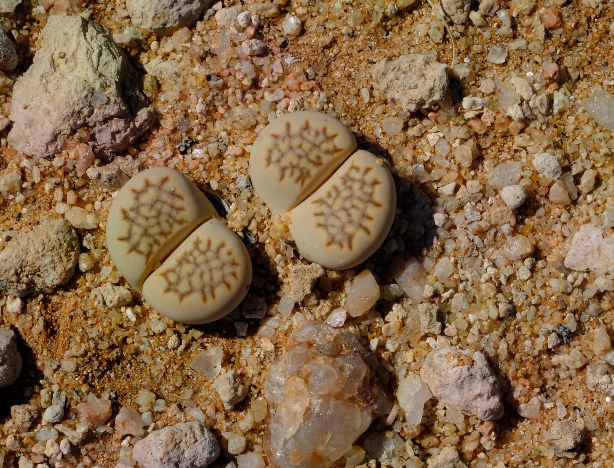 Lithops N.E.Br.