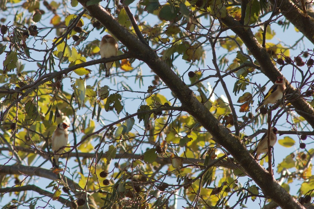European Goldfinch from Mahoe Reserve, Lincoln, Canterbury, New Zealand ...