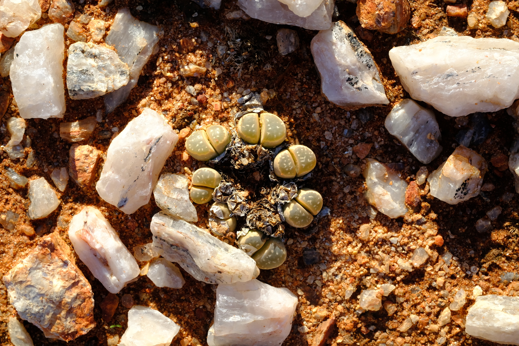 Lithops N.E.Br.