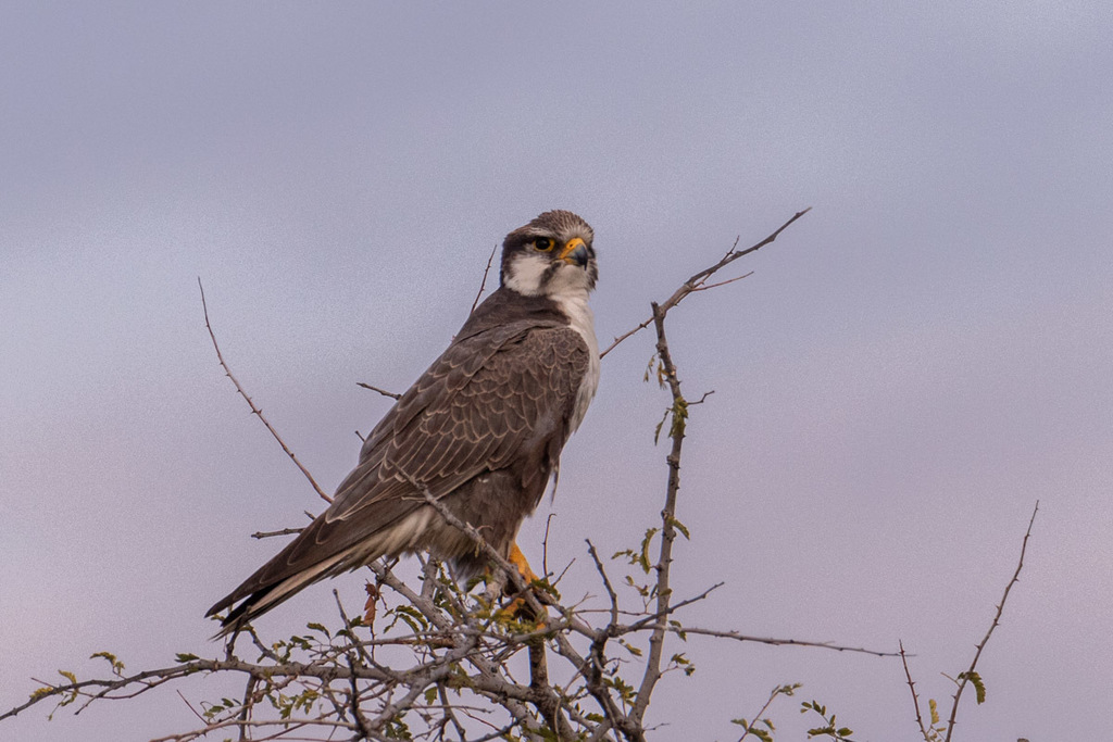Laggar Falcon (Common Grasses of Chhattisgarh, India) · iNaturalist