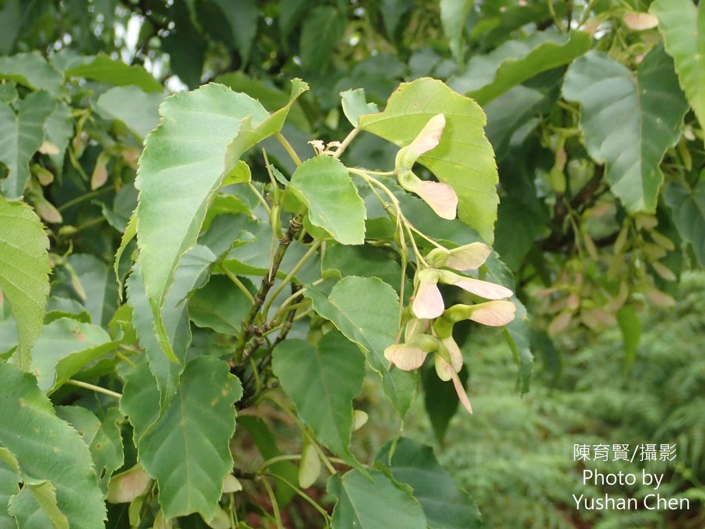 Striped Maple (Trees of Appalachia) · iNaturalist