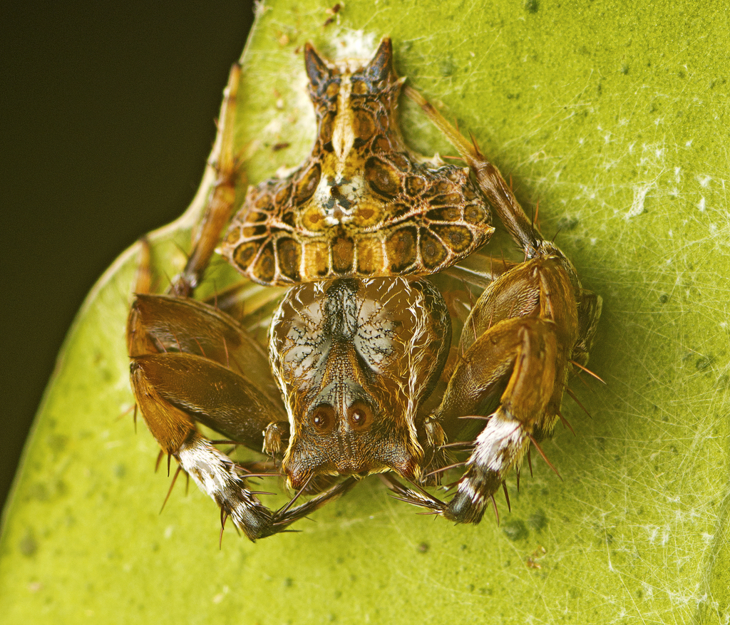 Winged Arkys from Enoggera Reservoir QLD 4520, Australia on February 13 ...