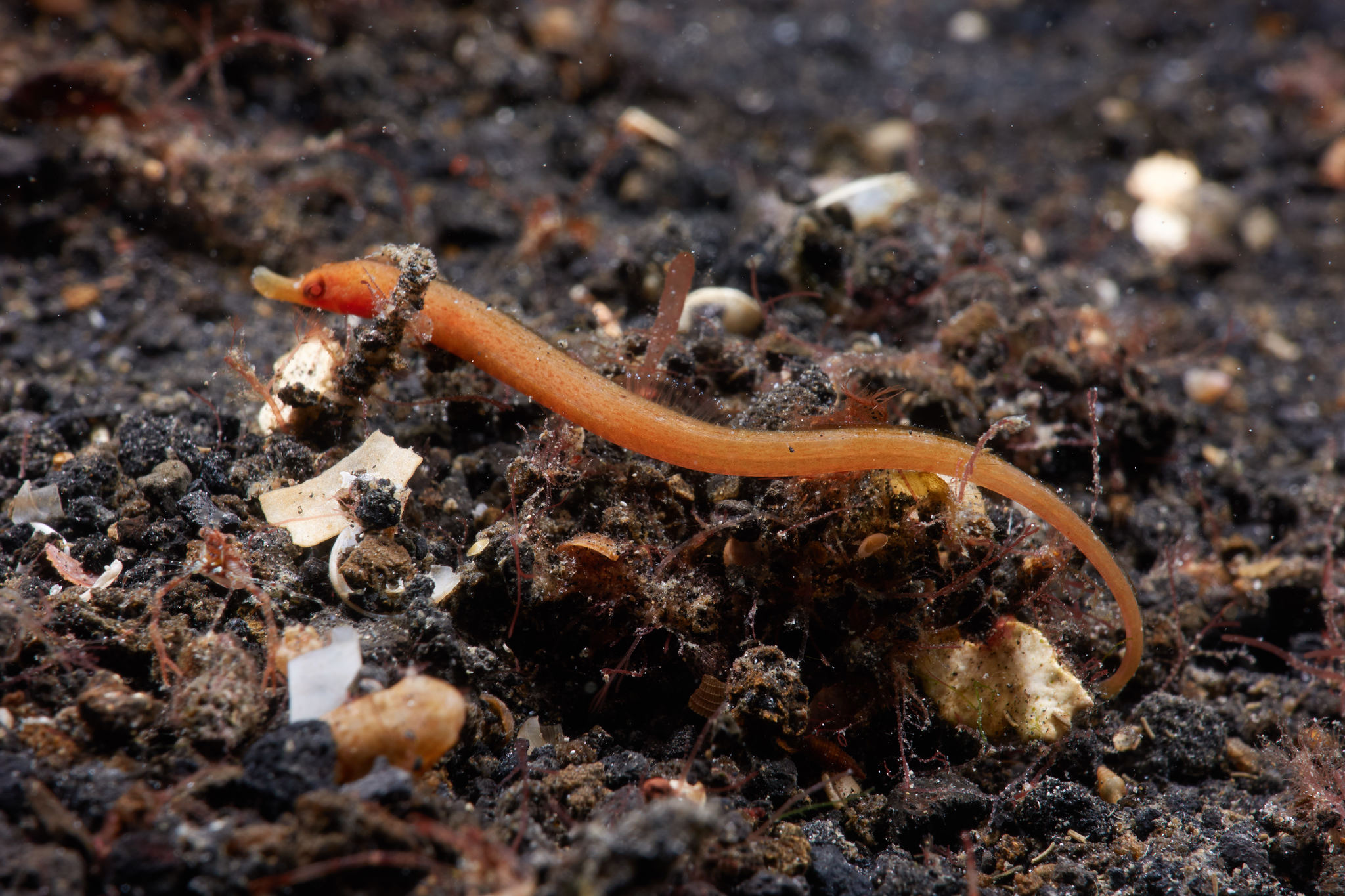 Micrognathus pygmaeus Fritzsche, 1981