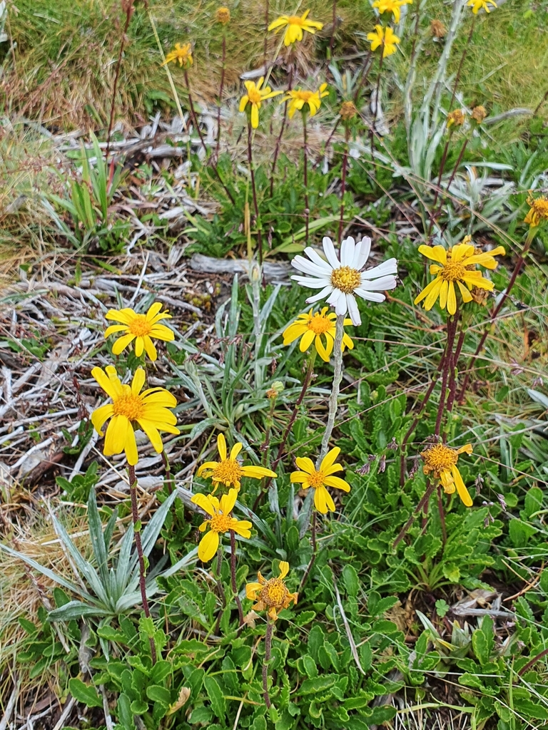 Scapisenecio pectinatus major from Mount Baw Baw Alpine Resort ...
