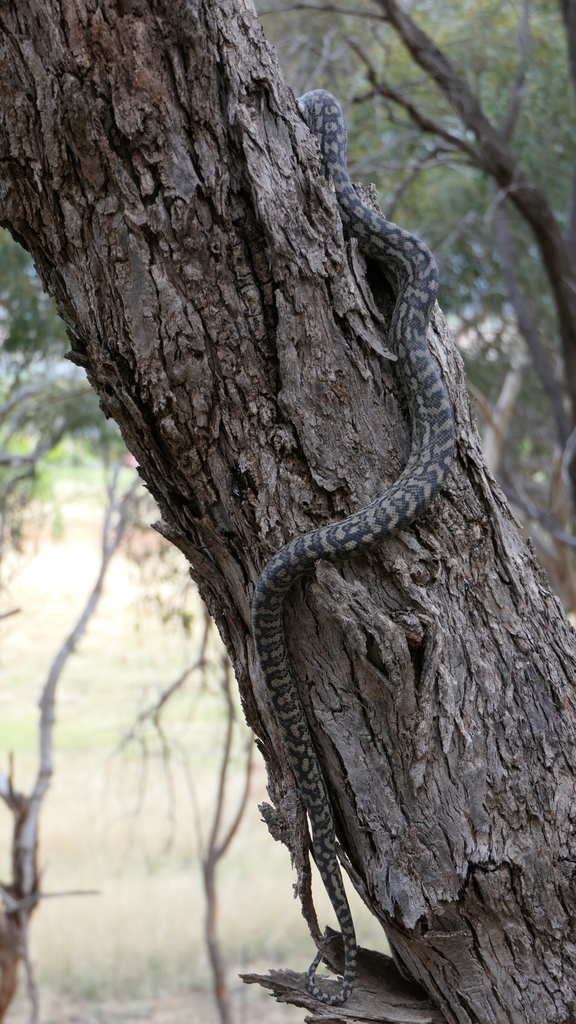 Inland Carpet Python in February 2022 by Dylan McWhinney · iNaturalist
