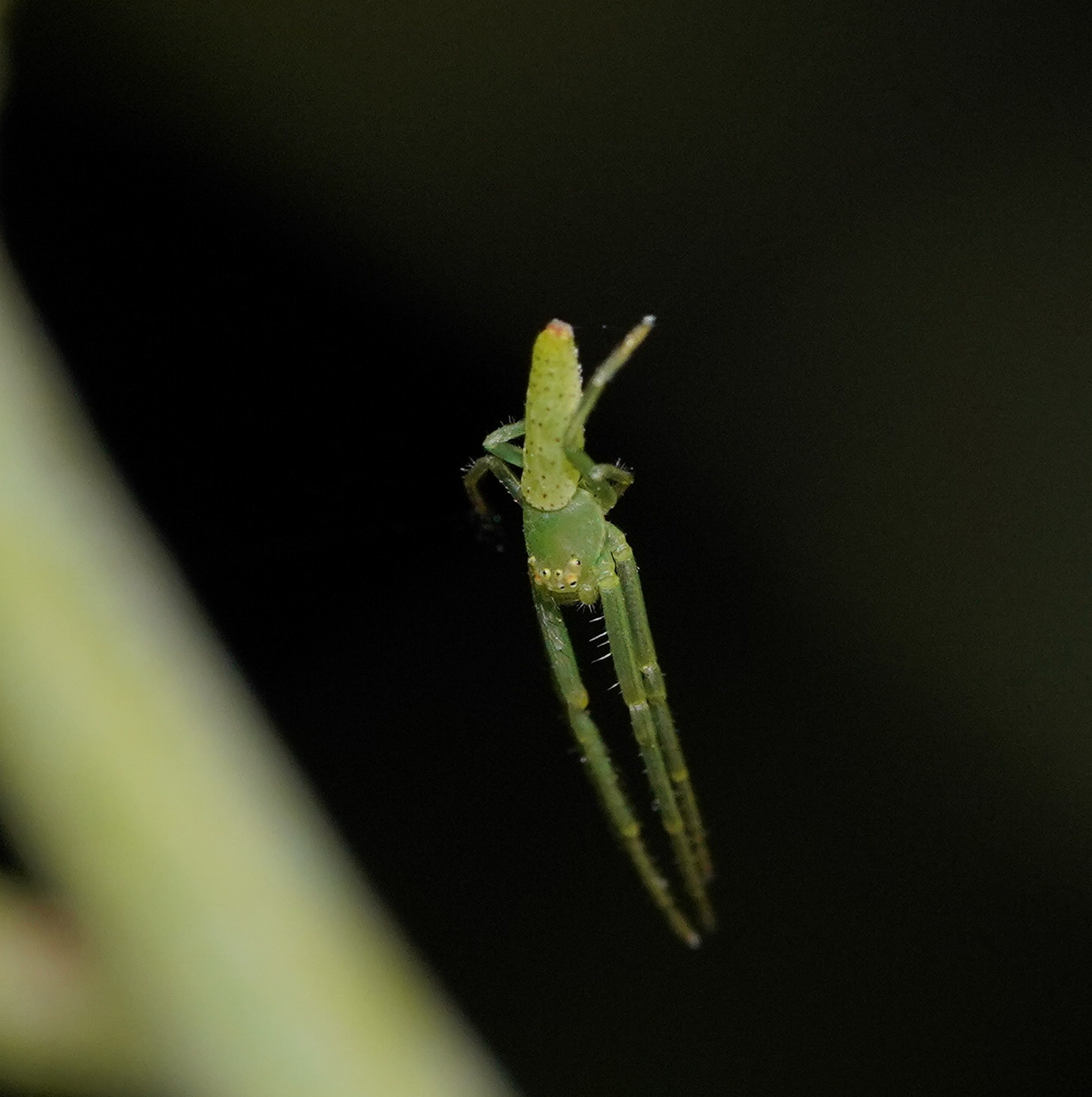 Cetratus rubropunctatus (Rainbow, 1920)