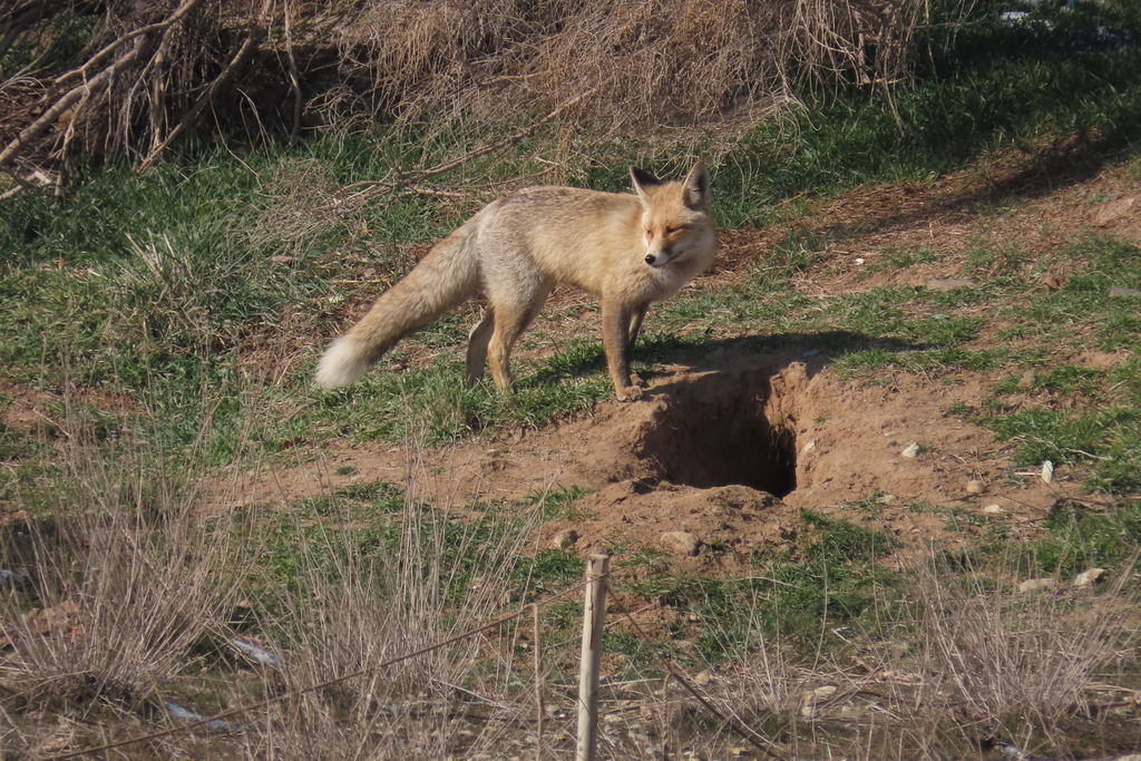 Turkmenian Red Fox (Vulpes vulpes flavescens) - Know Your Mammals